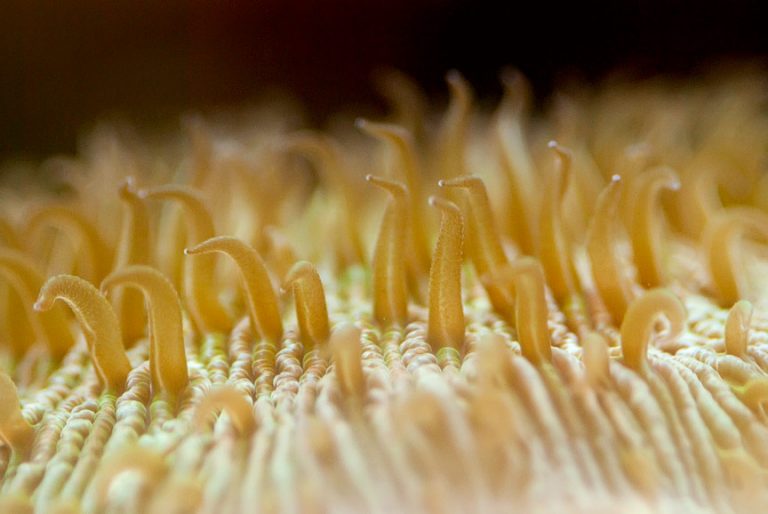 Reef Tank Photography Tips : A Quick Guide – Light And Matter