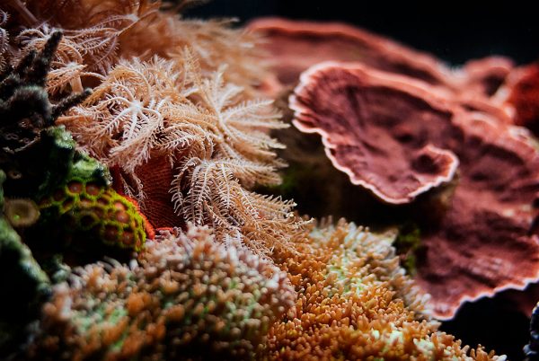 Reef Tank Photography Tips : A Quick Guide - Light And Matter