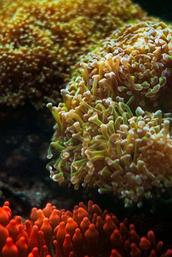 Reef Tank Photography Tips : A Quick Guide - Light And Matter