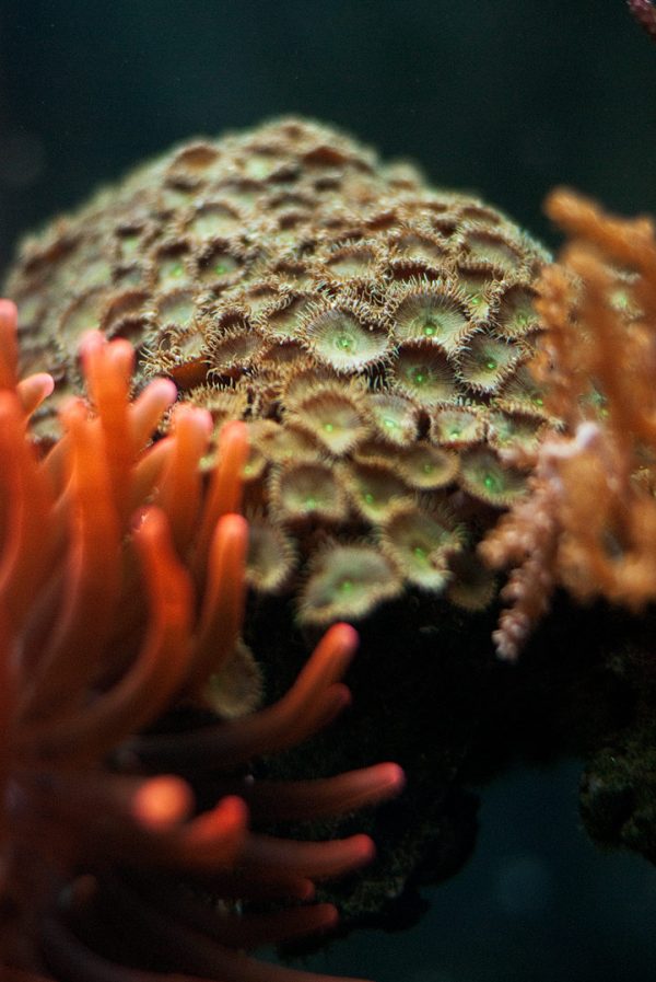 Reef Tank Photography Tips : A Quick Guide - Light And Matter
