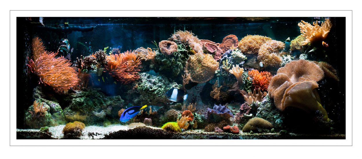 Reef Tank Photography Tips : A Quick Guide - Light And Matter