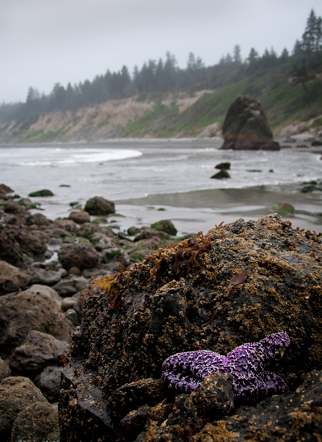 The Olympic Peninsula and Oregon Coast - Light And Matter