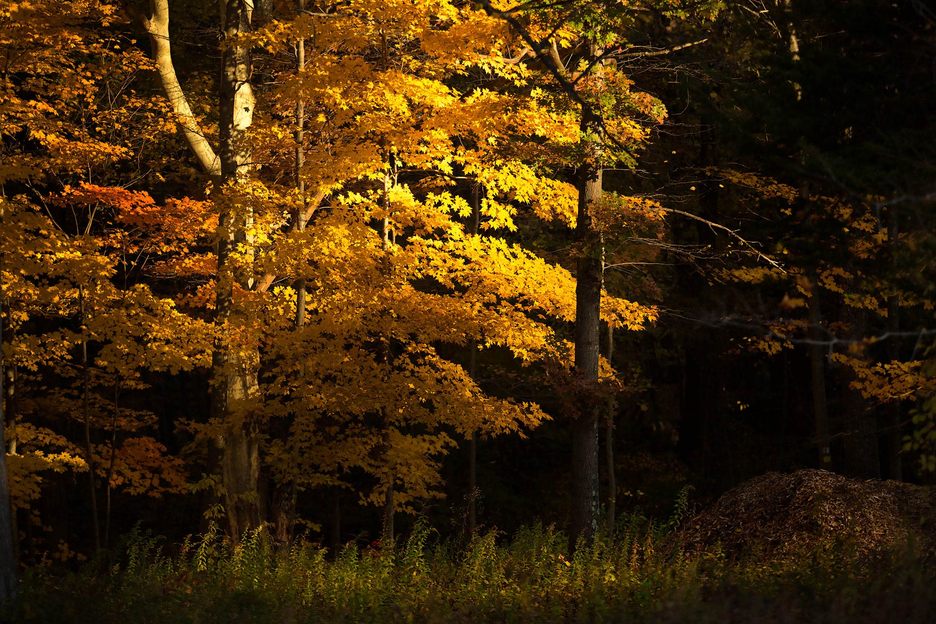 Colors in Connecticut - Light And Matter