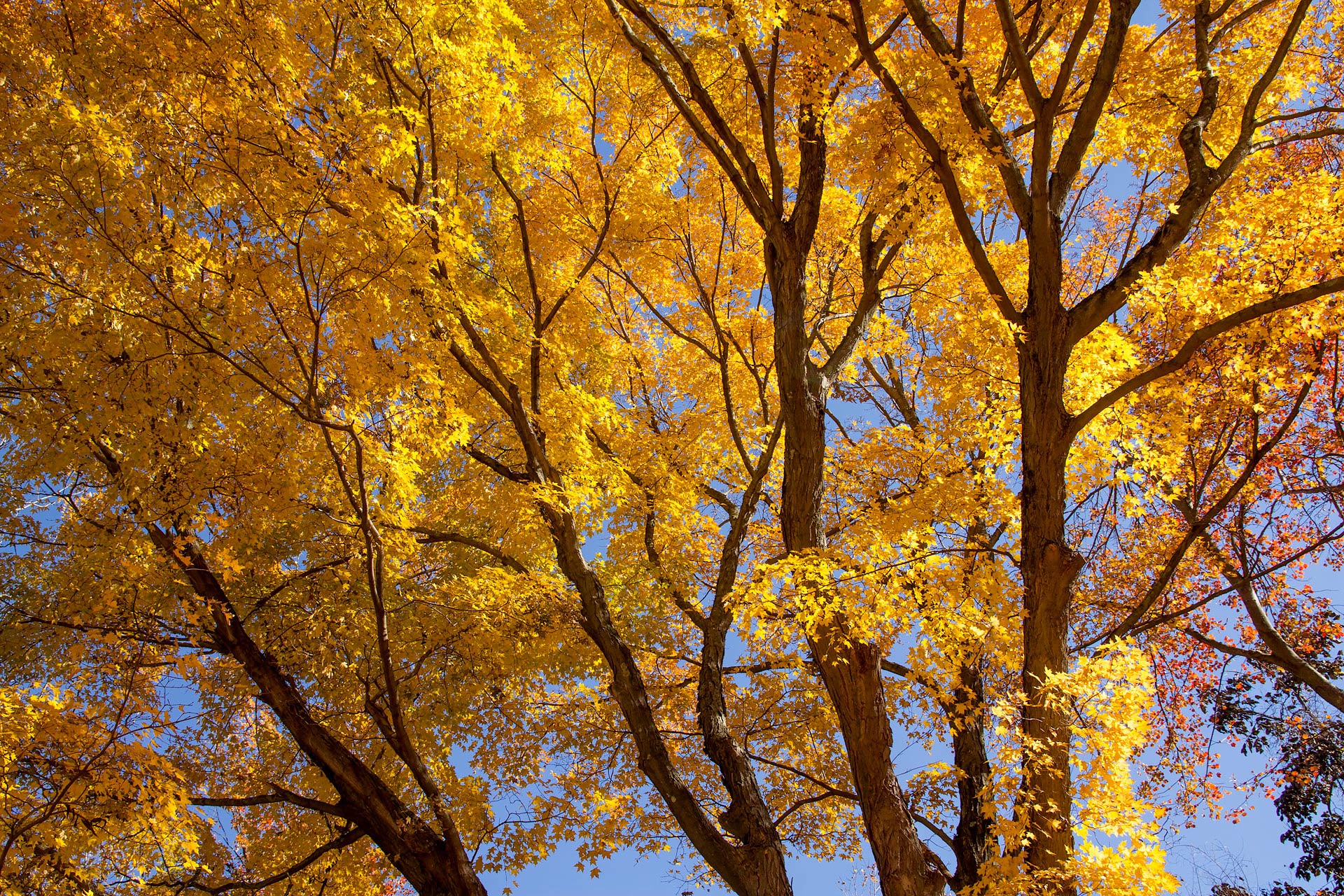 Colors in Connecticut - Light And Matter