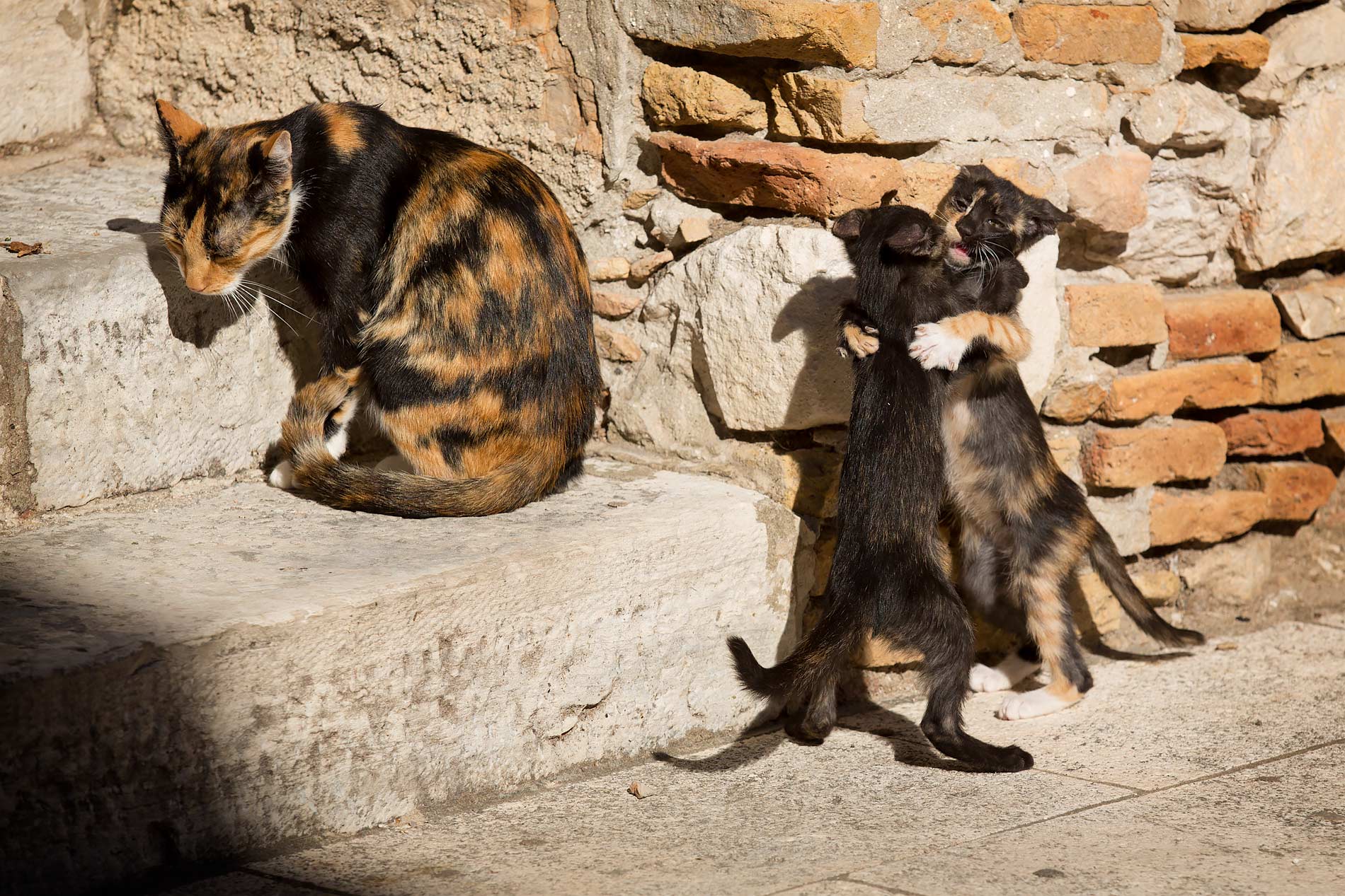 Part Two: The Cats of Dubrovnik - Light And Matter