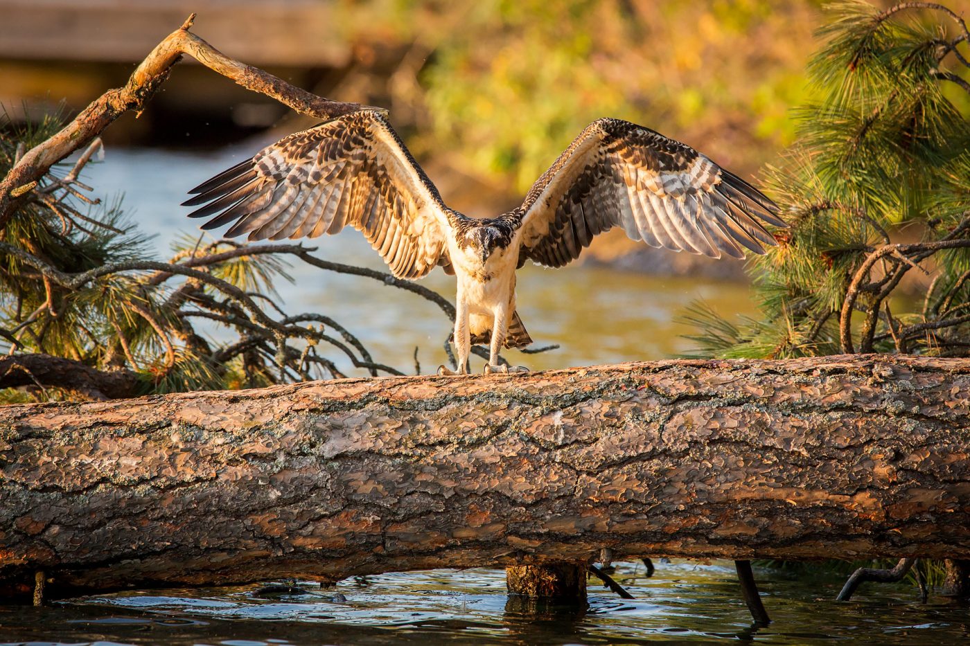 Ospreys and Seahawks: A Cursory Review of the Sigma 150-600 C Lens ...