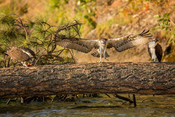 Ospreys and Seahawks: A Cursory Review of the Sigma 150-600 C Lens ...