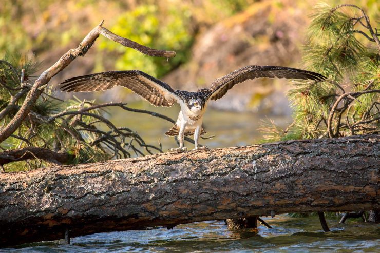 Ospreys and Seahawks: A Cursory Review of the Sigma 150-600 C Lens ...