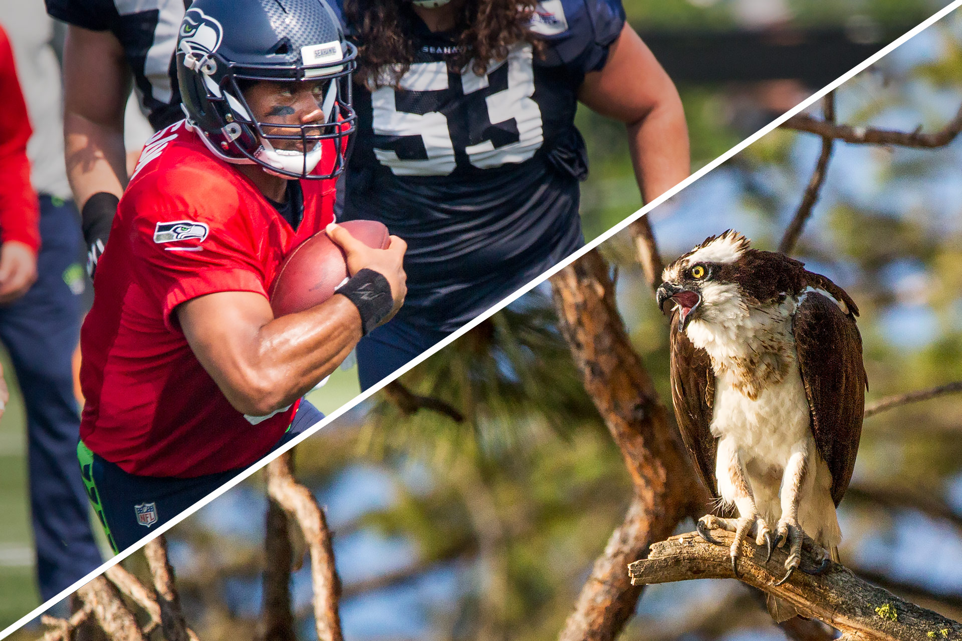 Ospreys and Seahawks: A Cursory Review of the Sigma 150-600 C Lens ...