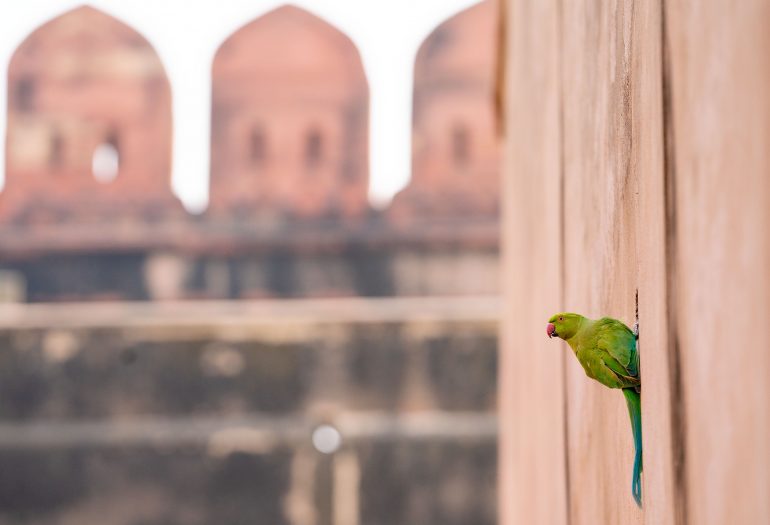 Into India: Agra, the Taj Mahal, & Monkeys – Light And Matter