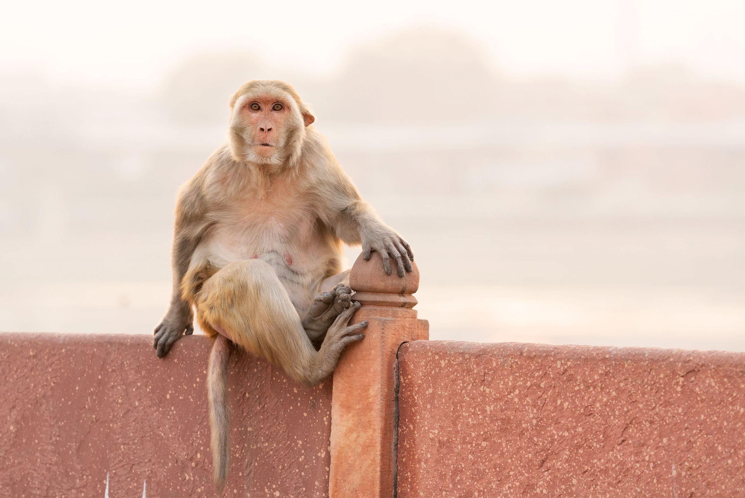 Into India: Agra, the Taj Mahal, & Monkeys – Light And Matter