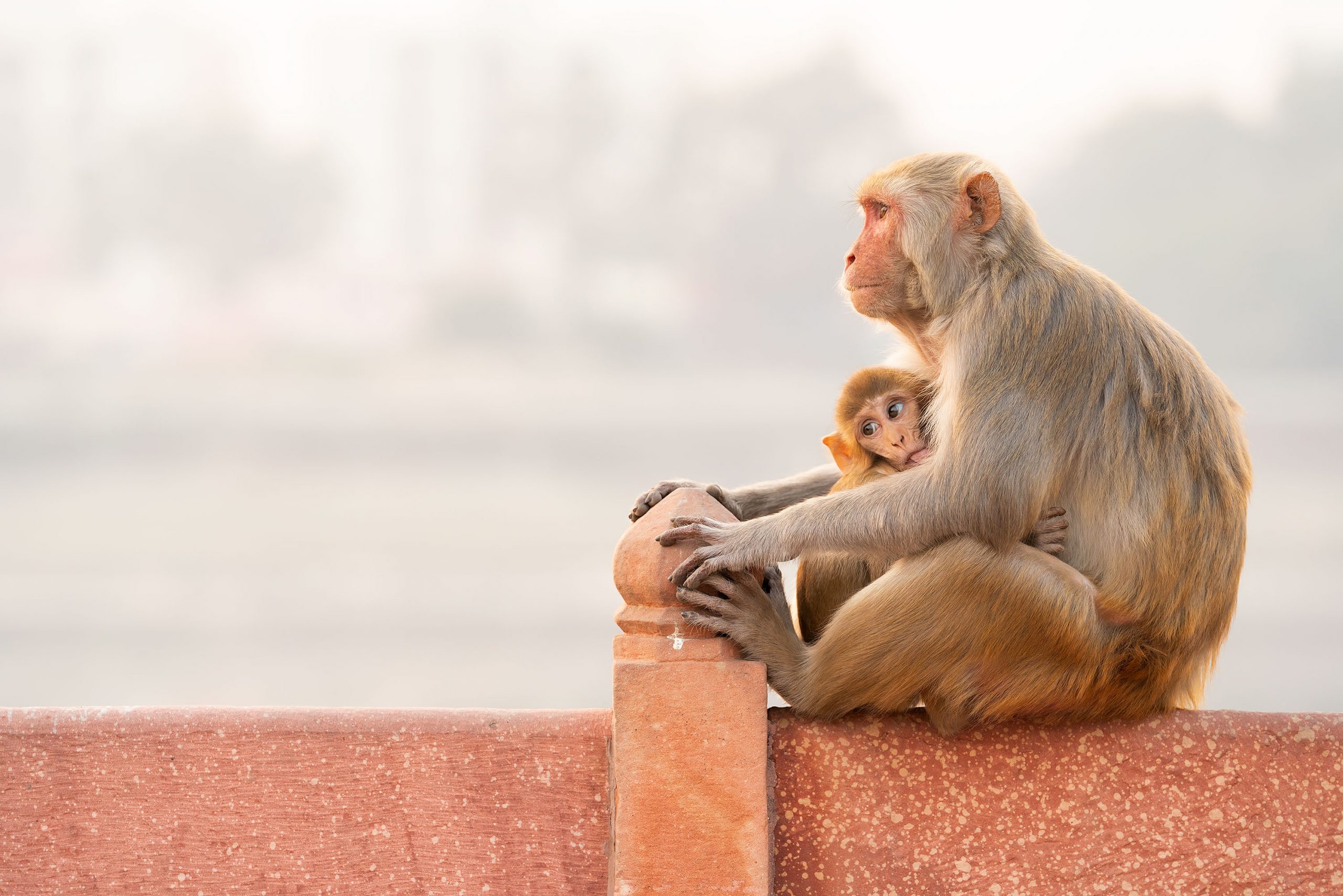 Into India: Agra, the Taj Mahal, & Monkeys – Light And Matter