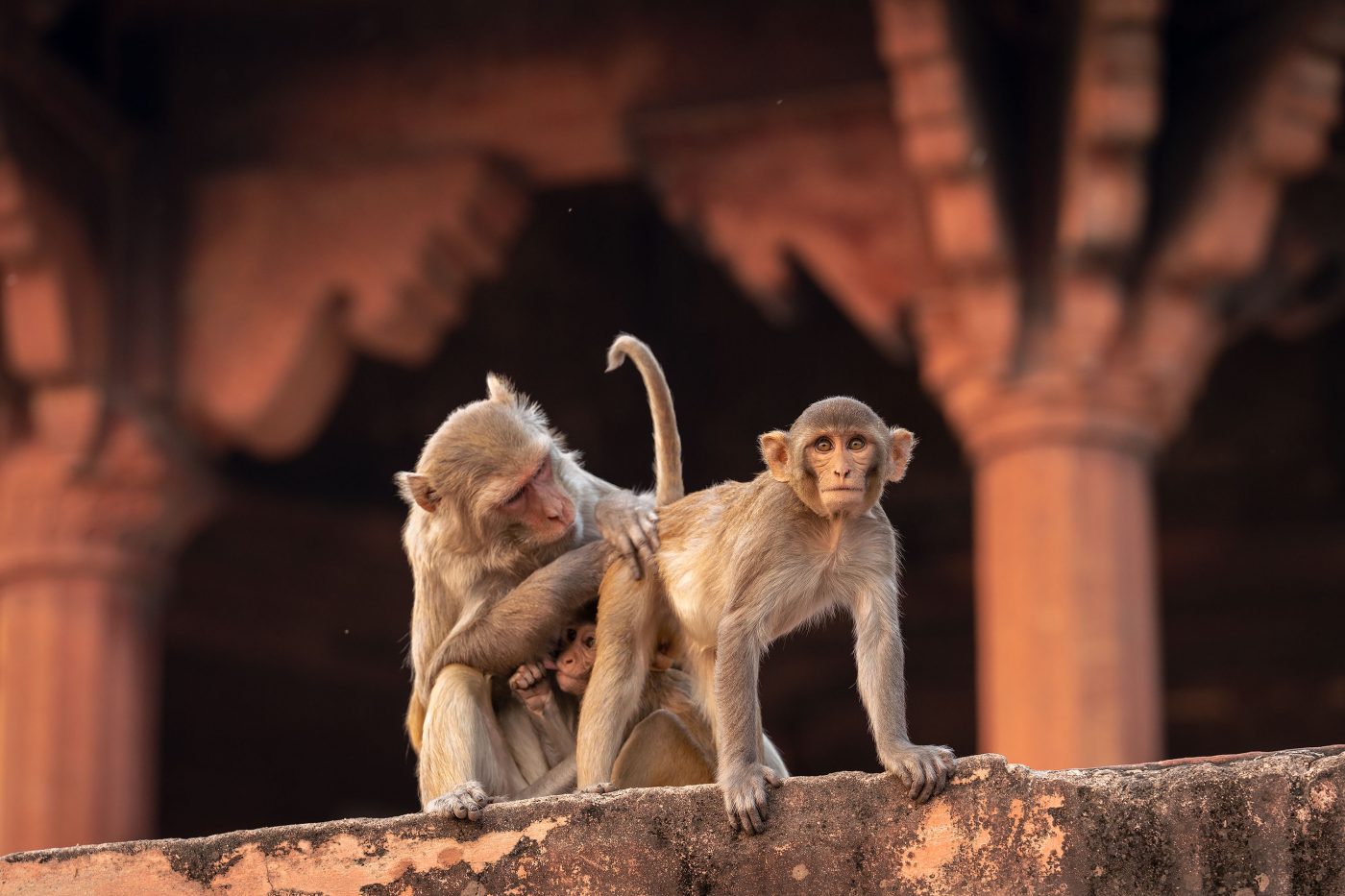 Into India: Agra, the Taj Mahal, & Monkeys – Light And Matter